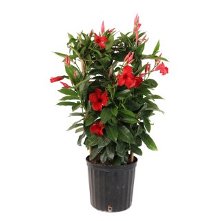 Island Blooms Live Indoor 14in. Tall Hibiscus Plant in 5in. Grower's ...
