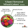 Burpee Giant Flowered Zinnia Flower Seeds, Huge Double Blooms - Walmart.com