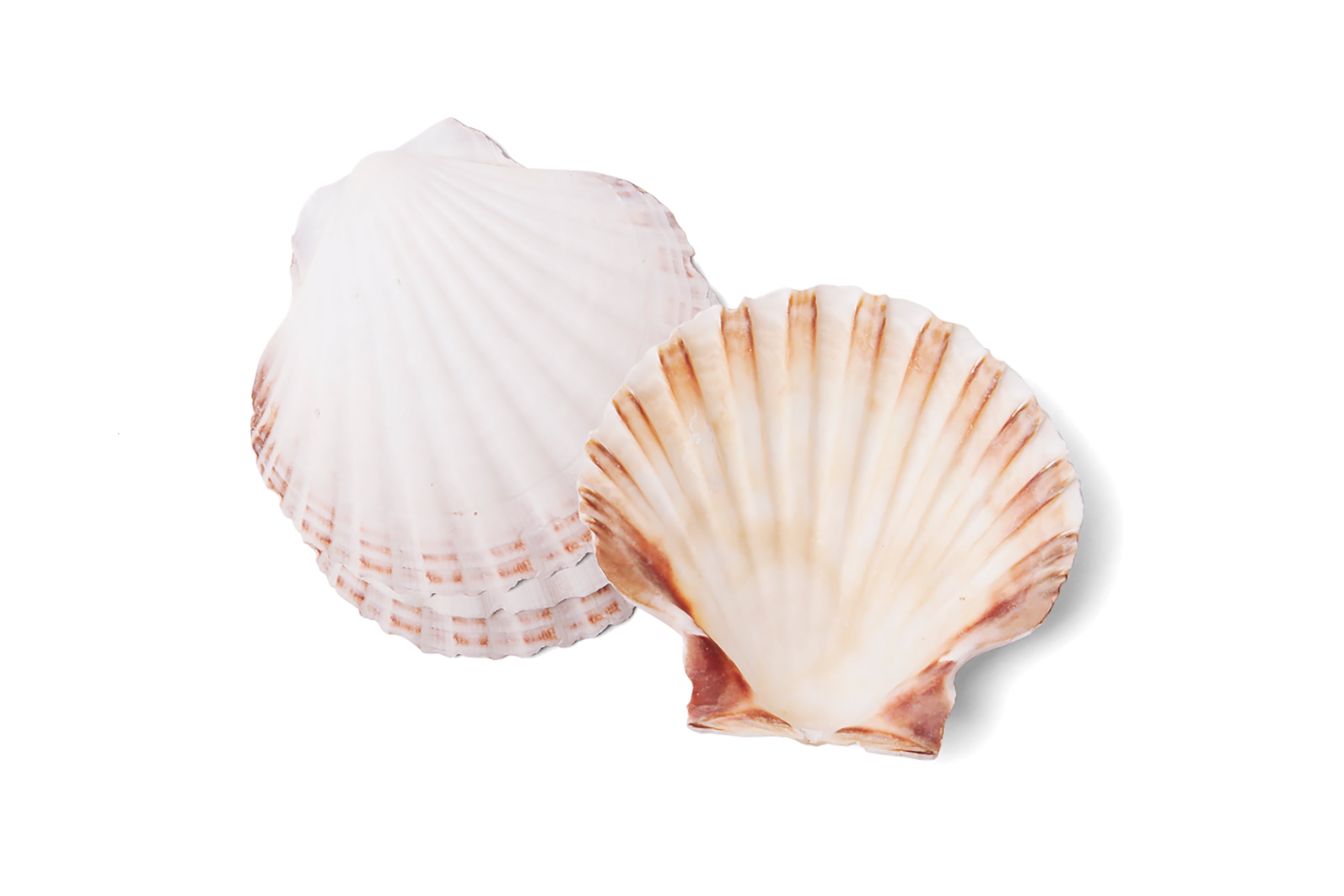 Nantucket Seafood Natural Baking Sea Shells, White, 4-Inch, Set of 4 ...
