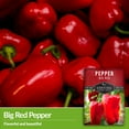 2 Packs Big Red Pepper Seeds - Non-GMO Heirloom Full Sun Annual ...
