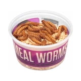 DMF Bait Co. Meal Worms, Live Fishing Bait, 36 Count - Walmart.com