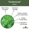 Burpee-Basil, Genovese Seed Packet - Walmart.com