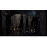 Wild Beasts (DVD) - Walmart.com