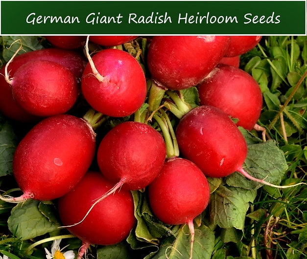Vegetable Seeds- German Giant Radish -100 Seeds - All Natural- Big Red ...