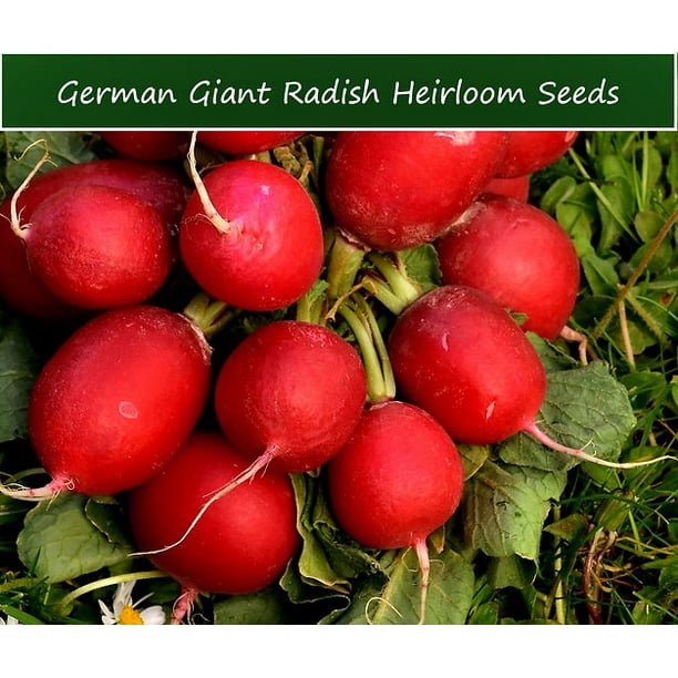 Vegetable Seeds- German Giant Radish -100 Seeds - All Natural- Big Red ...