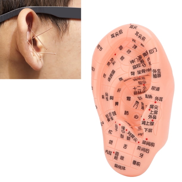 Ear Acupoint Model, Clear Accurate Easy To Observe Multipurpose Human ...