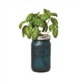 Modern Sprout Basil Grow Kit 1 pk - Walmart.com