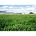 50 Seeds AUSTRIAN WINTER PEA Caley Flower Pisum Sativum Ground Cover ...