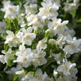 White Mock Orange Plant 3-5 Inch Tall in 4" Pot, Mock Orange Flower ...