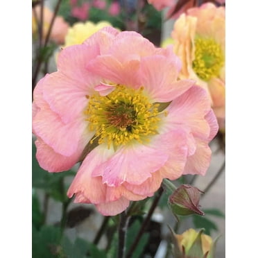 Georgia Blue Veronica - Sun Loving Ground Cover Perennial - Quart Pot ...