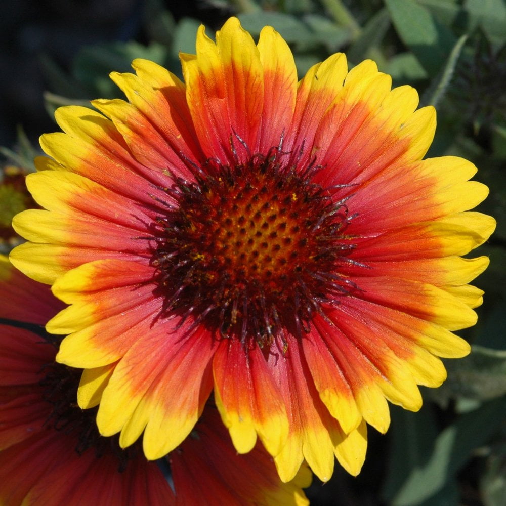 Blanket Flower