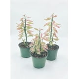 Variegated Devil's Backbone, Devil's Roots, Japanese Poinsettia ...