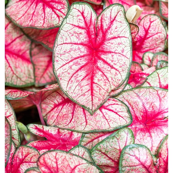 Fancy Green and White Caladium Bulbs for Planting - Easy to Grow ...