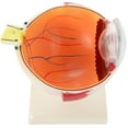 Axis Scientific 5X Life-Size Human Eye Model, 7-Part Anatomy Replica ...
