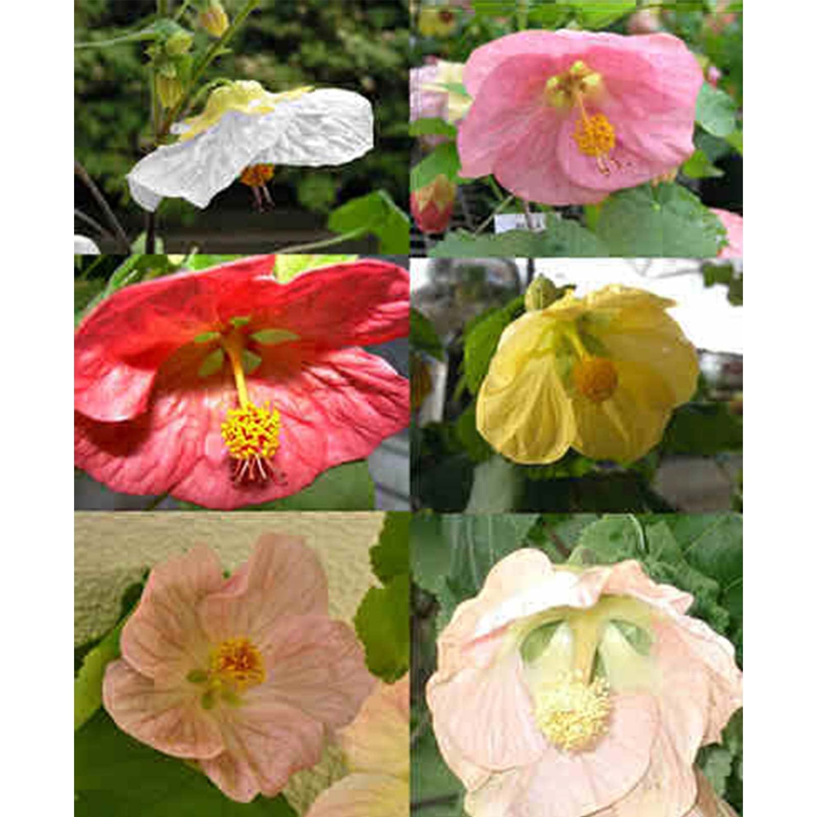 Abutilon Flower Garden Seeds - Bella Mix - 100 Seeds - Annual Gardening ...