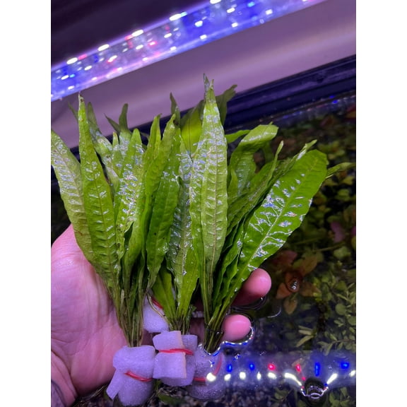 Java Fern - Walmart.com