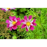 Seedville USA Cosmos Sea Shells Flower Seeds, 200 Seeds, White Pink ...