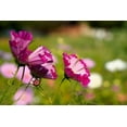 Seedville USA Cosmos Sea Shells Flower Seeds, 200 Seeds, White Pink ...