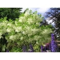 3 FRINGE TREE Chionanthus Virginicus Old Man's Beard White Flower Seeds ...