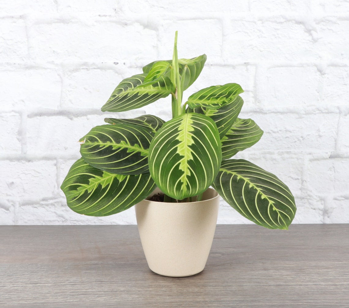 Live Lemon Lime Prayer Plant - 4" Biodegradable Pot - Natural - Walmart.com