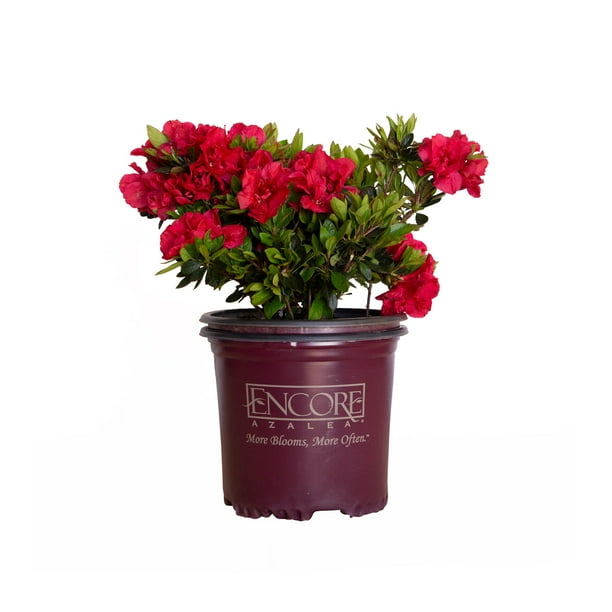 Encore Azalea Autumn Fire (1 Gallon) Red Flowering Shrub - Full Sun ...