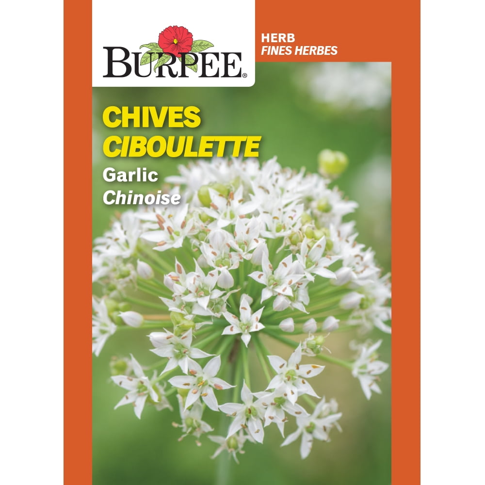 Click here for Burpee Canada Burpee Garlic Chives prices