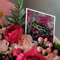 3drose, Imitator Poison-dart Frog - Na02 Aje0438 - Adam Jones, 12 ...