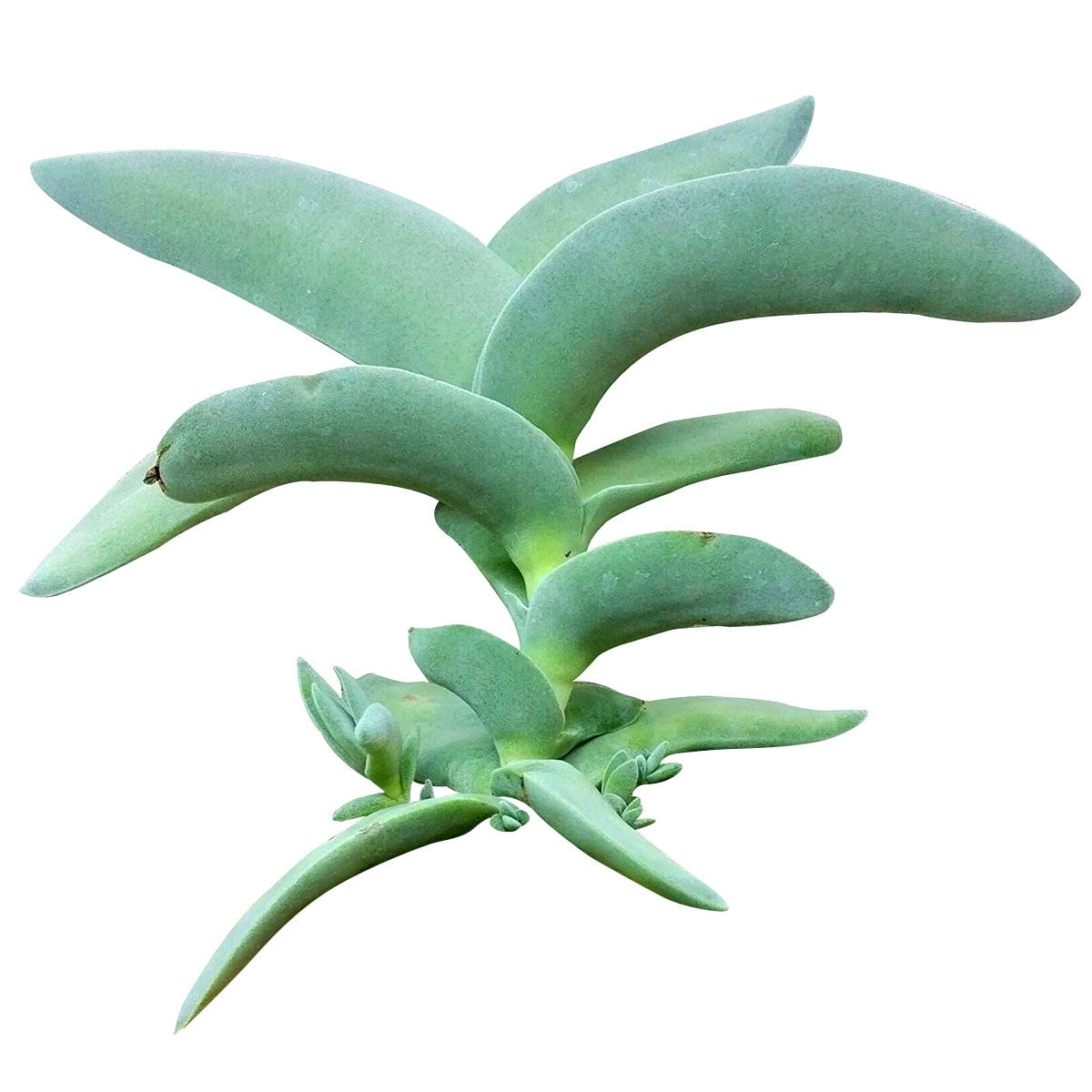 Crassula Falcata Propeller Succulent Plant (2 inch) - Walmart.com