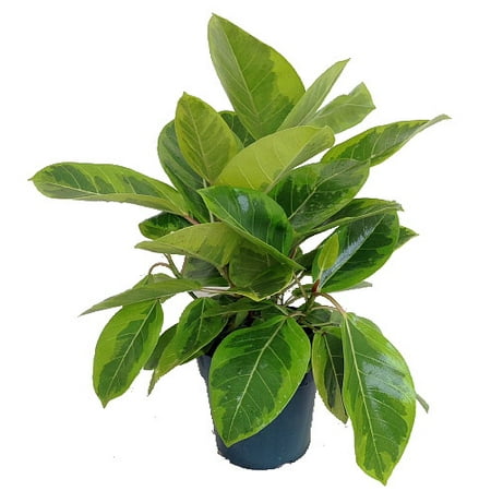 Golden Gem Rubber Tree Plant - Ficus altissima - 6" Pot - Walmart.com