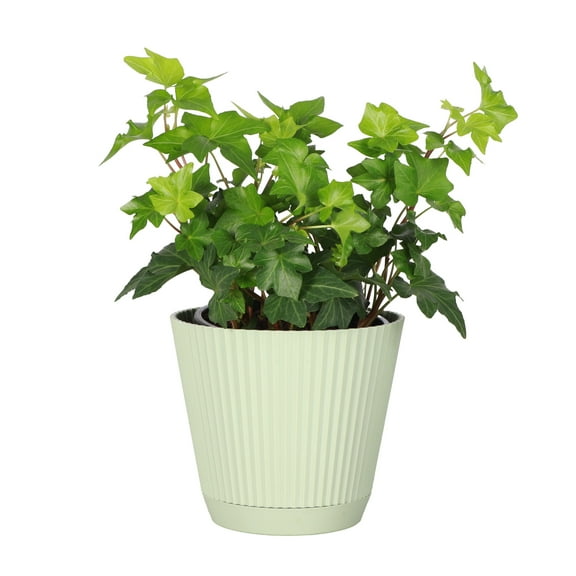 Cuphea Llavea Bat-faced Red Cuphea - 3" Pot Size - Perennial Flowers ...