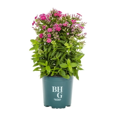 Costa Farms Plants with Benefits Live Indoor Plant Foliage Assorted in ...