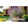 Outdoor Hardy Texas Sage - 10 Live Plants - Low Maintenance, Drought ...