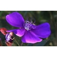 Tibouchina Dwarf Princess Flower I Live Plants I Lepidotal Compact Size ...