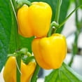 Yellow Bell Pepper Live Plant, 4-6" Tall in 4 Inch Pot, Live Bell ...