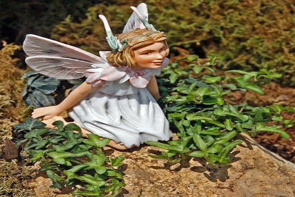 Miniature Abundance English Ivy - 2.5" Pot - Terrarium/Fairy Garden ...