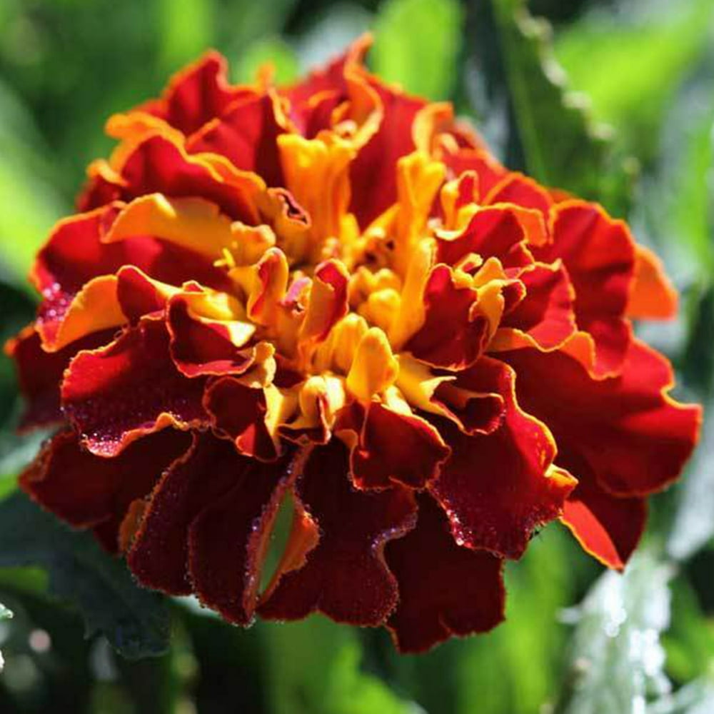 French Marigold Naughty Marietta - 1 g ~280 Seeds - Open Pollinated ...