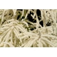 50 WHITE GOATS BEARD (like Astilbe) Aruncus Dioicus Flower Seeds ...