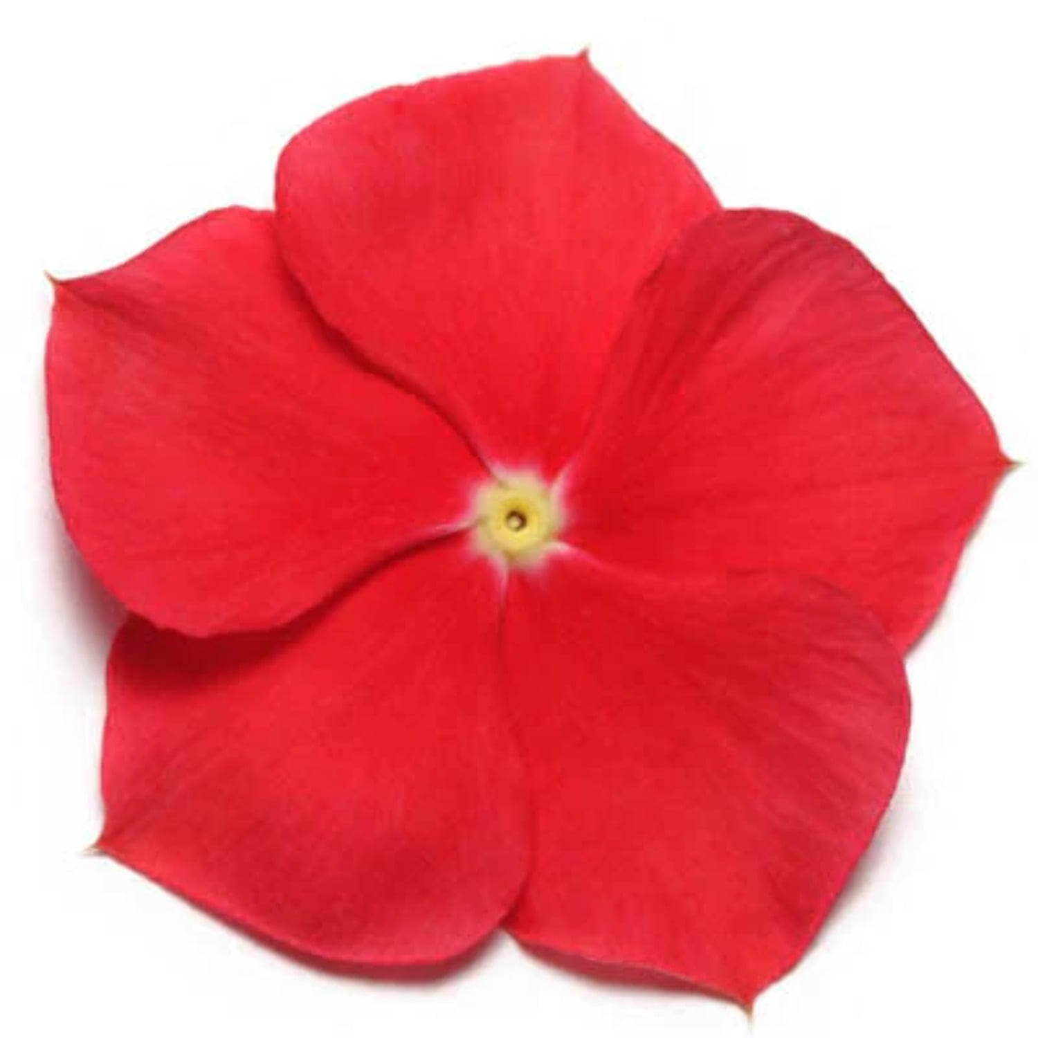 Vinca Pacifica XP Really Red Seed - Walmart.com