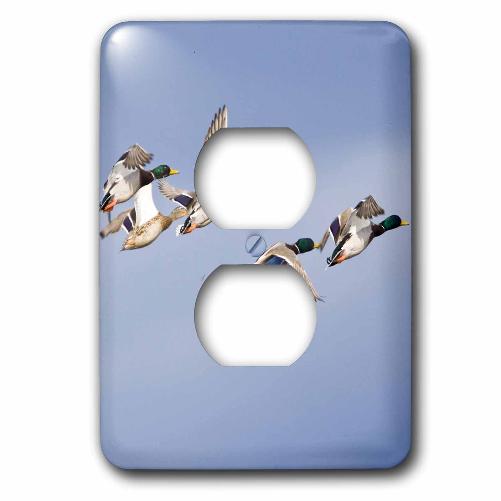 Mallard ducks in flight, Whitefish Montana - US27 CHA1330 - Chuck Haney ...