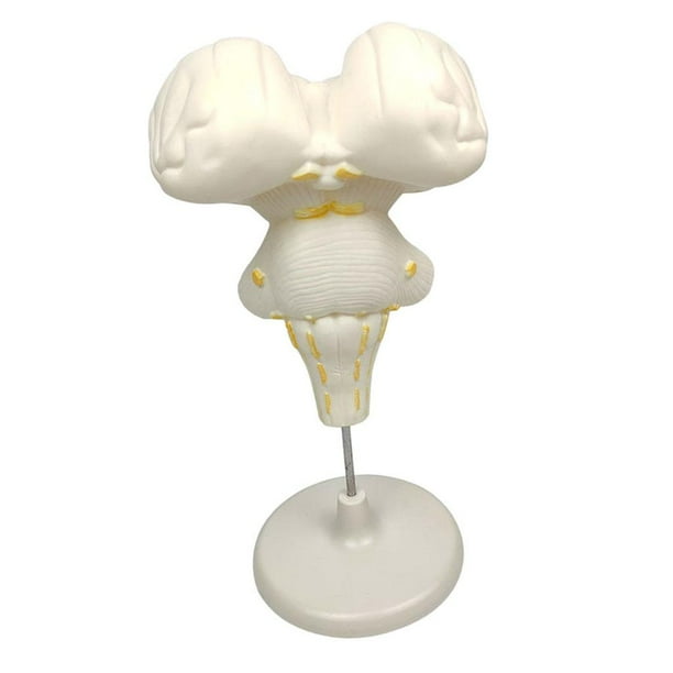 Brain Stem Structure Model 3D Anatomy Classroom Study Teaching Material ...