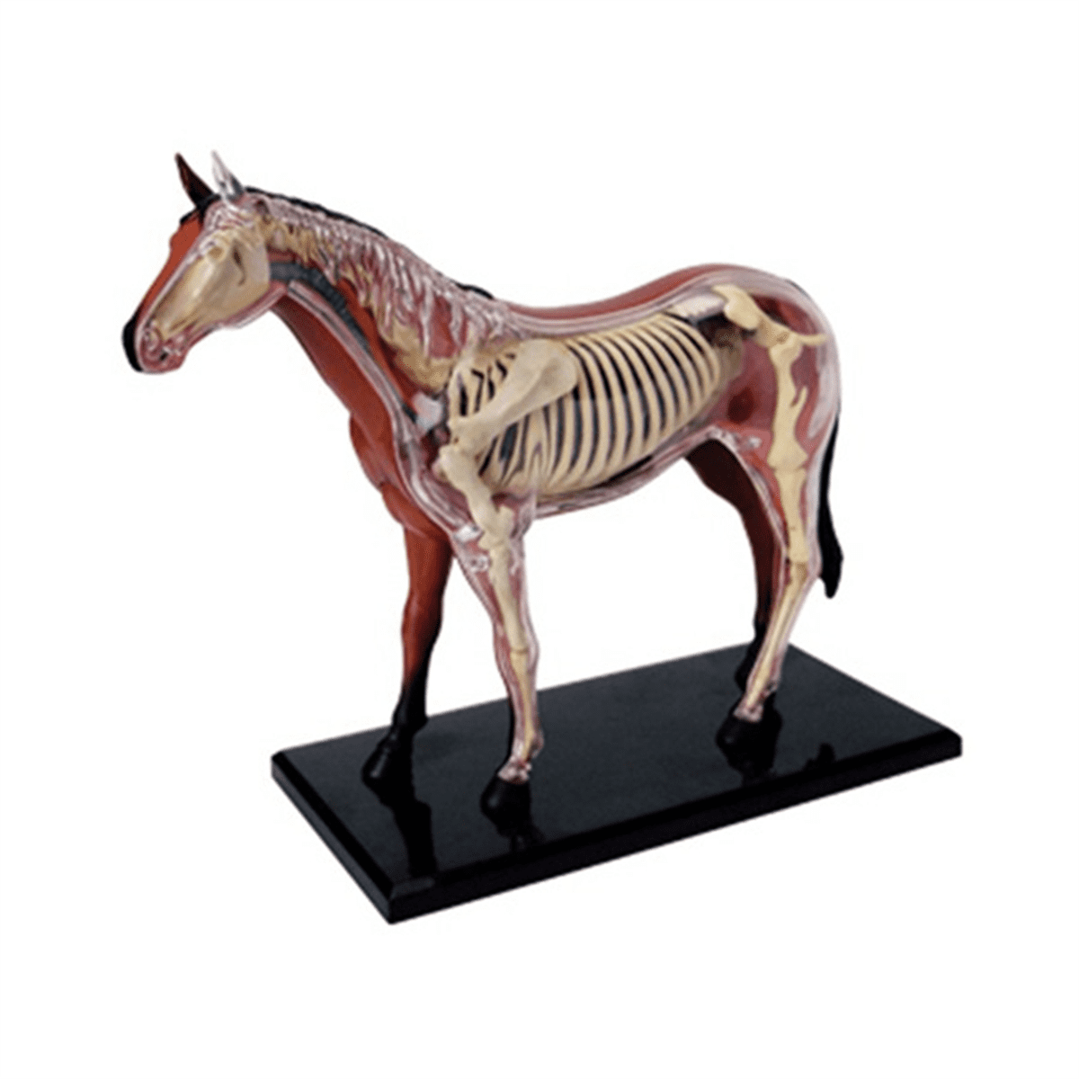 Click here for Unbranded Animal Organ Anatomy Model 4d Horse Inte... prices