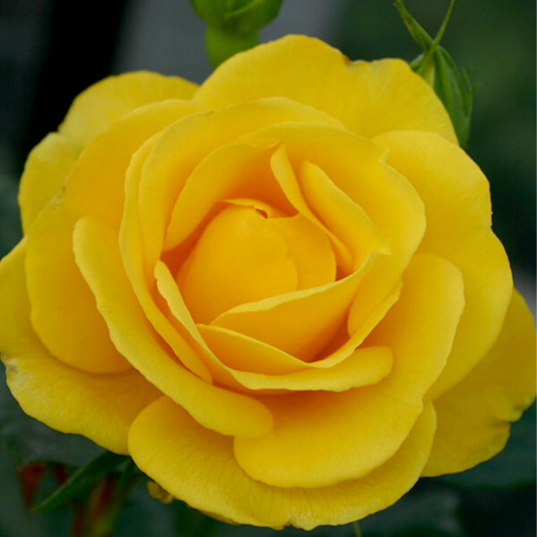 Yellow Rose Bush Care Wilson Rose Garden