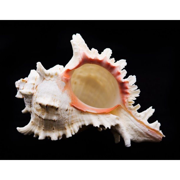 Murex Ramosus Shell | 1 Murex Sea Shell | 6-7" Large - Walmart.com
