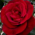 Heirloom Roses - Don Juan Climbing Rose Bush, Live Fragrant Red Rose ...