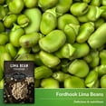 2 Packs Fordhook Lima Bean Seeds - Butter Beans - Non-GMO Heirloom ...