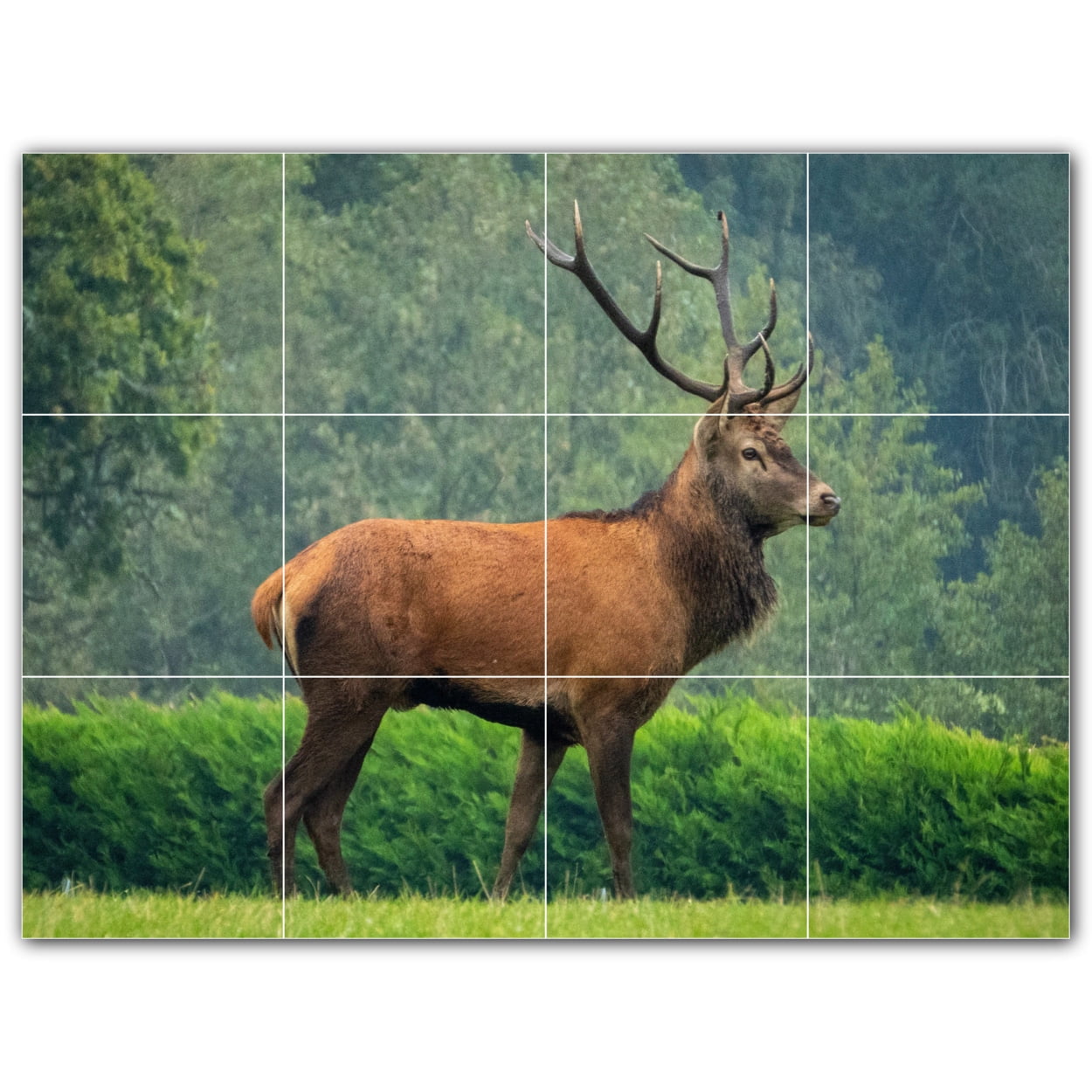 Picture-Tiles.com: Deer Ceramic Tile Wall Mural WAL500441-43M. 24"W x ...