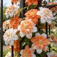 Giant Clematis Vine For Planting Ideal for Gardening Deer Resistant ...