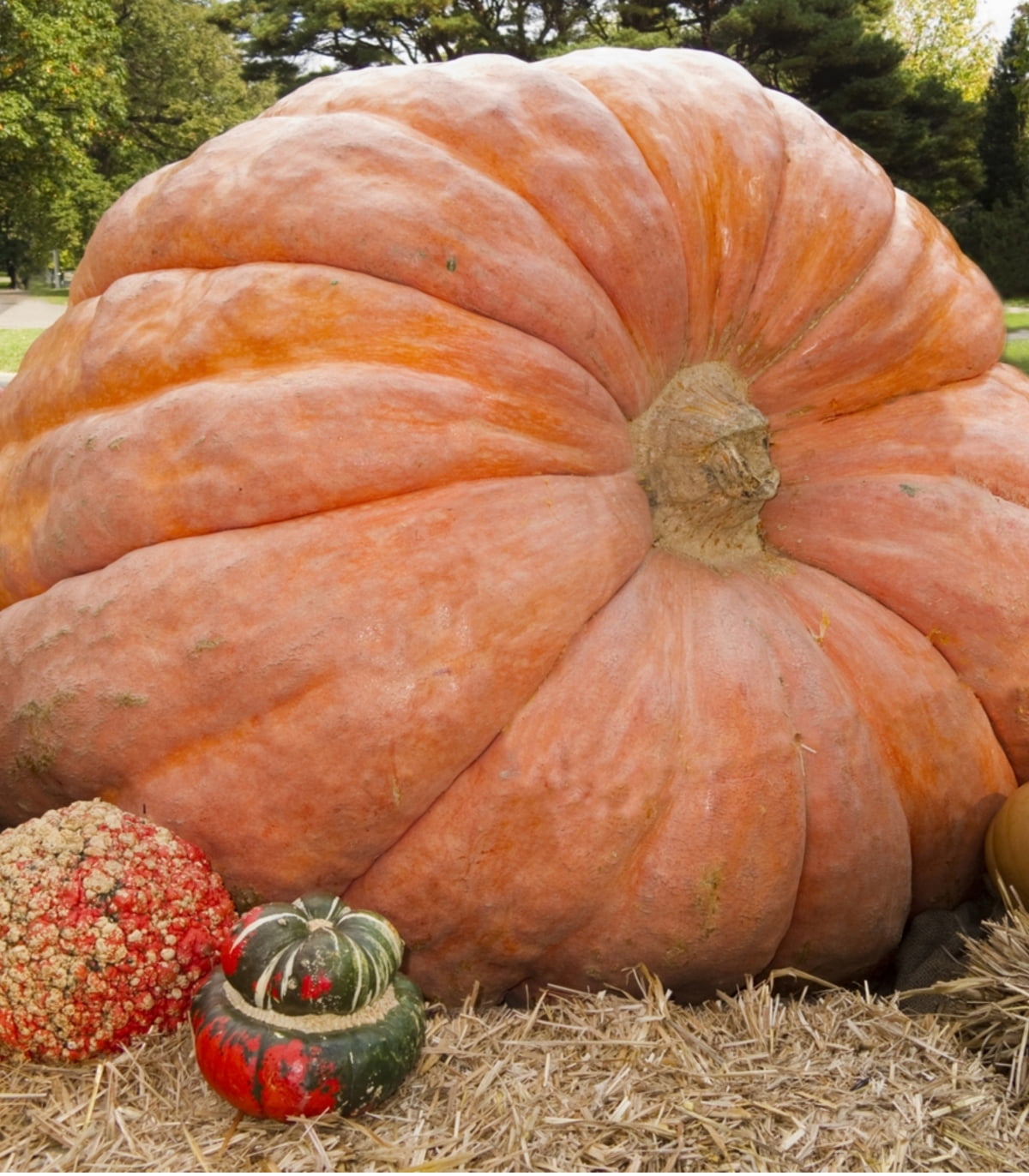 Earthcare Seeds - Pumpkin Dills Atlantic Giant 15 Seeds (Cucurbita ...