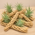Koyal Wholesale Cholla Wood Aquarium Branches 2lb Bag Airplants Reptile ...