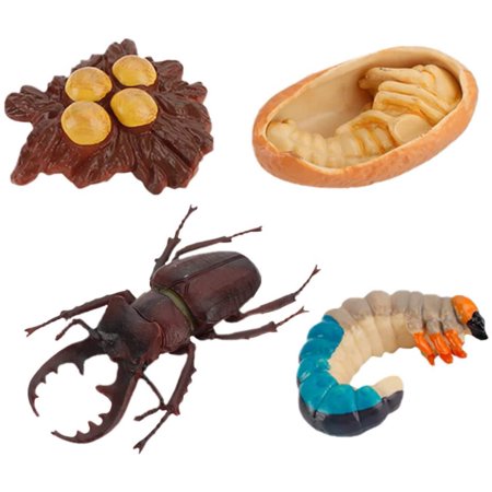 ZC5HAO 1 Sets Insect Figurines Life Cycle Figures of Stag Beetle Kids ...